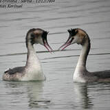 Podicipédiformes - Oiseaux.net