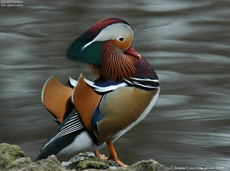Canard mandarin - chla5119