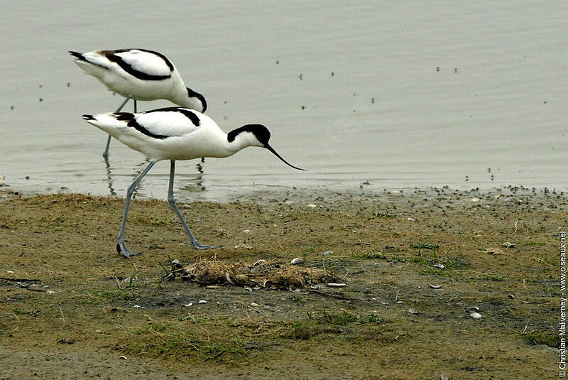 Avocette élégante adulte - chma35970