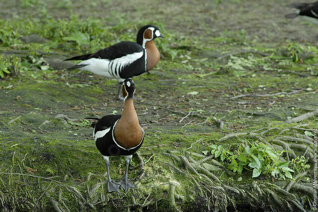 Bernache à cou roux adulte - chma61762