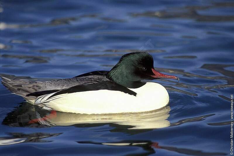 Harle bièvre mâle adulte - chma12470