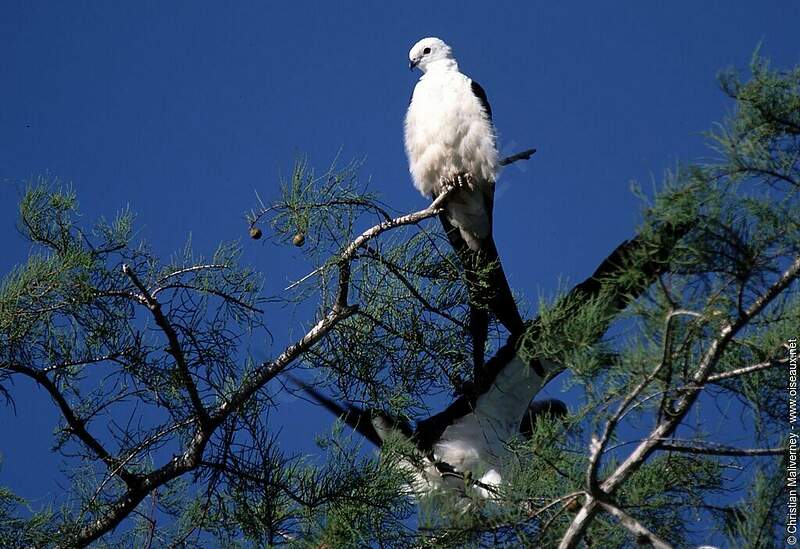 Milan à queue fourchue adulte - chma13336