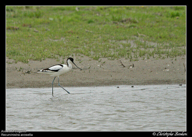 Avocette élégante - chbo57506
