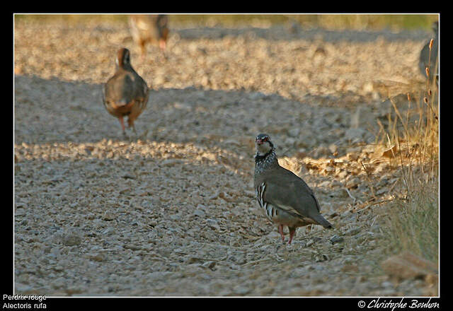Perdrix rouge - chbo55796