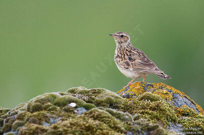 Alouette lulu - chme325987