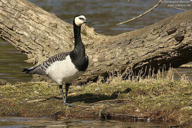 Bernache nonnette - chme119974