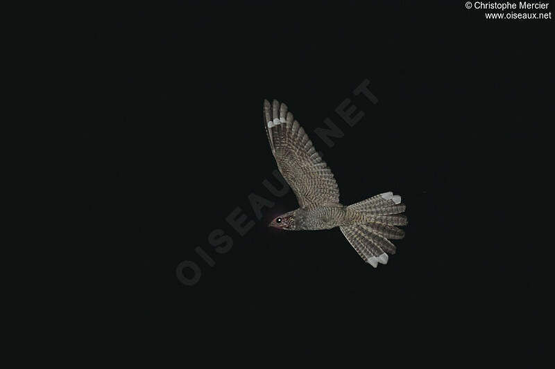 Engoulevent d'Europe - chme121525