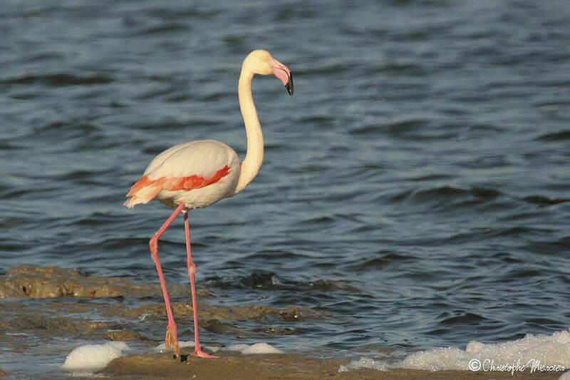 Flamant rose - chme107123