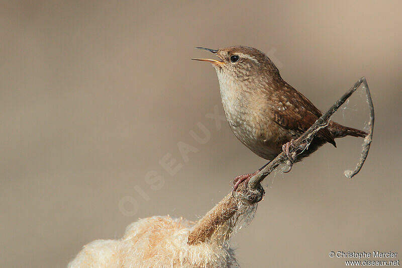 Troglodyte mignon - Troglodytes troglodytes - chme326612