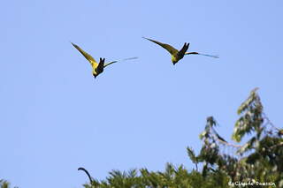 Ara de Buffon adulte - clda335745