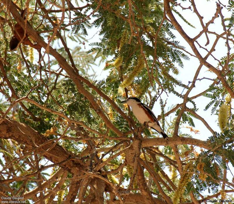 Brubru africain mâle adulte - clda155344