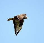 Buse variable - Buteo buteo