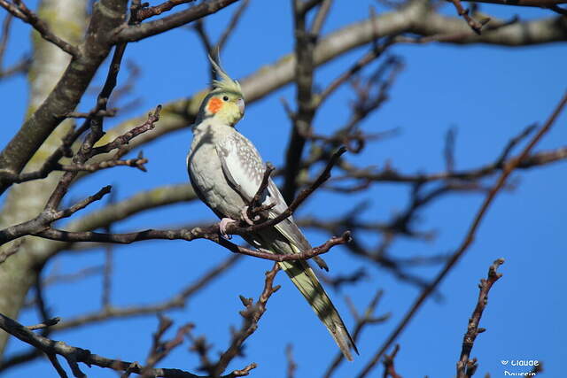Calopsitte élégante - clda262168