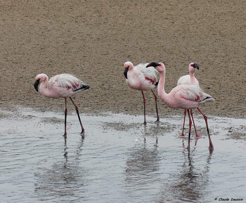 Flamant nain - clda155091