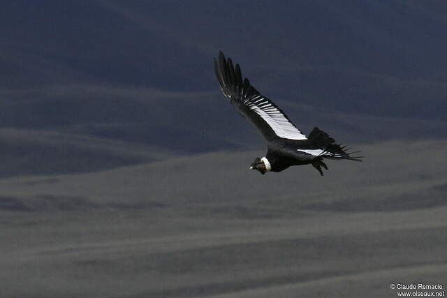 Condor des Andes mâle adulte nuptial - recl66014