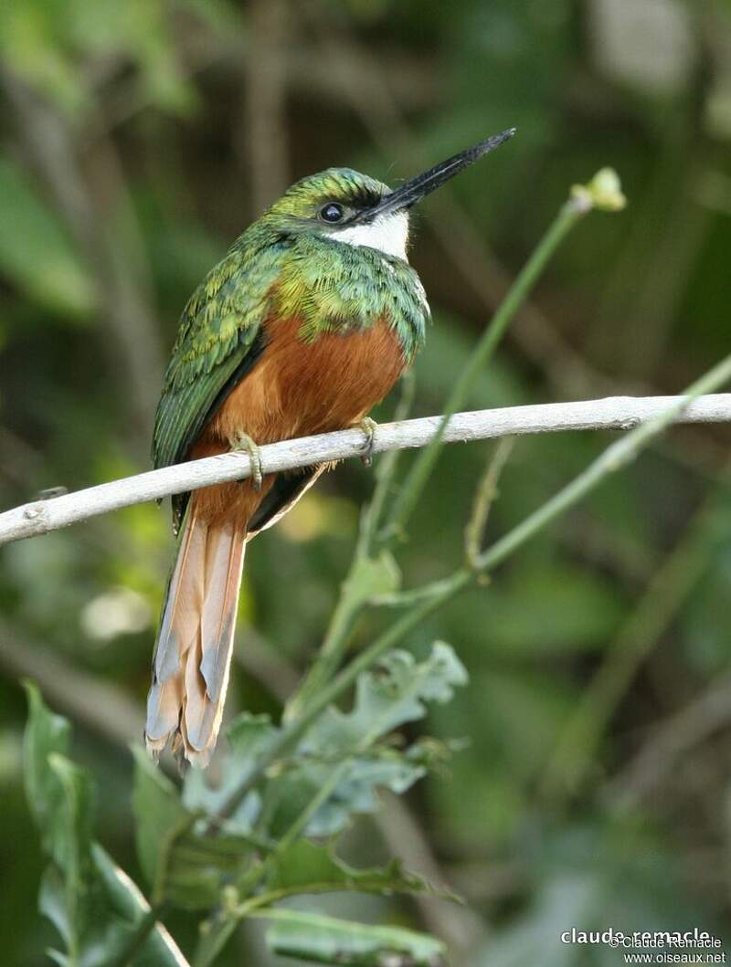 Jacamar à queue rousse adulte nuptial - recl66235