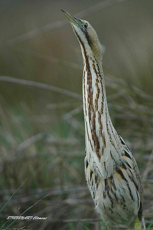 Butor étoilé - clst37642