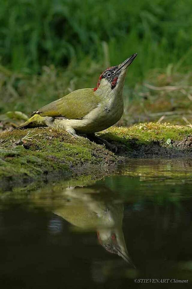 Pic vert - clst11381