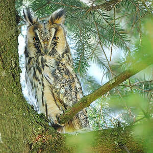 Hibou moyen-duc - Asio otus