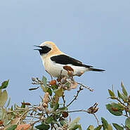 Traquet oreillard - Oenanthe hispanica