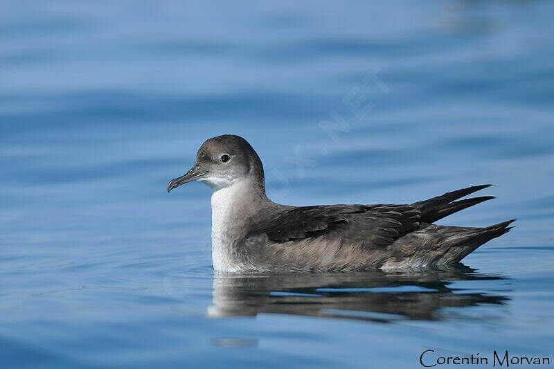 Balearic Shearwater - Puffinus mauretanicus - como124025