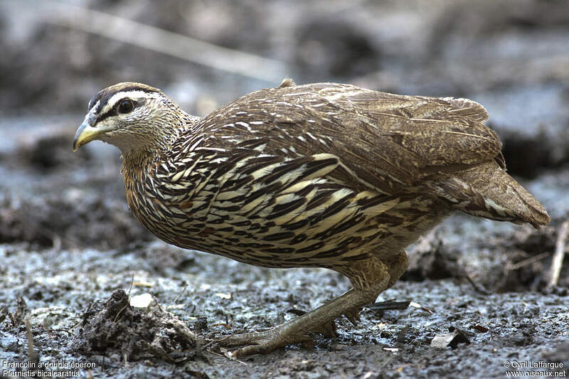 Double-spurred Spurfowl - Pternistis bicalcaratus - cyla105686