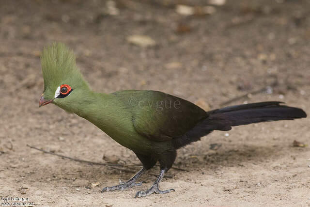 Guinea Turaco - Tauraco persa adult - cyla157202