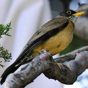 Merle austral - Turdus falcklandii