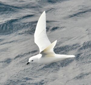 Snow Petrel - Pagodroma nivea
