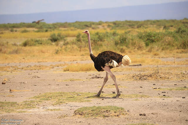 Autruche d'Afrique - Struthio camelus - dast335214