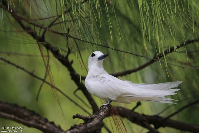 Gygis blanche adulte - dast314016