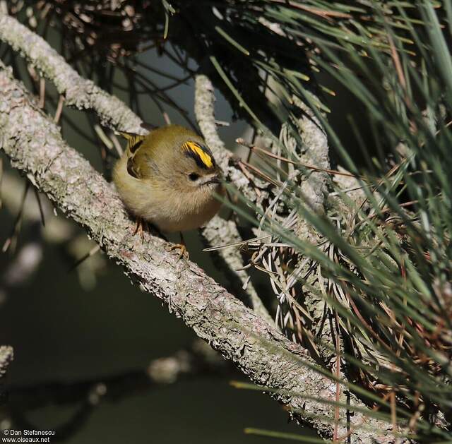 Roitelet huppé adulte - dast328883