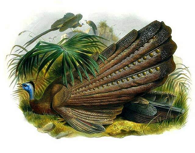 Argus géant - dage8370