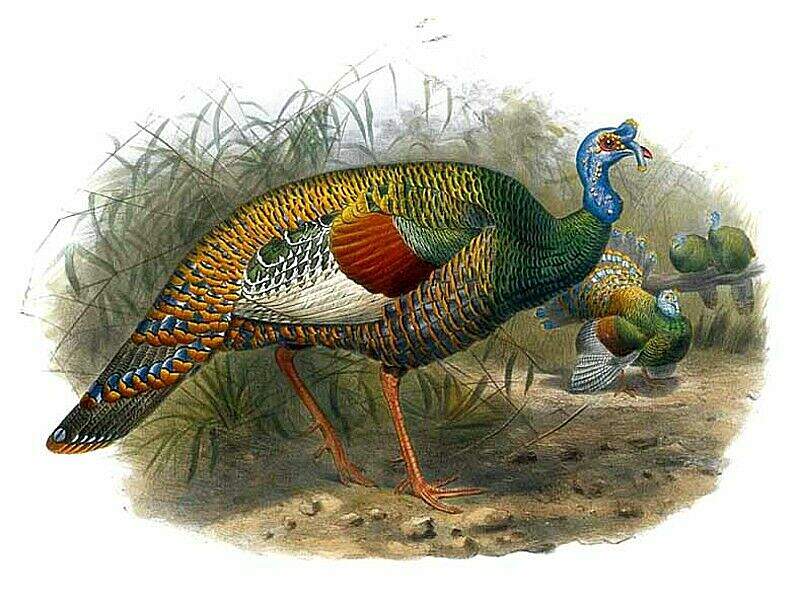 Ocellated Turkey - Meleagris ocellata - dage8402