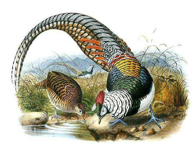 Faisan de Lady Amherst - dage5994