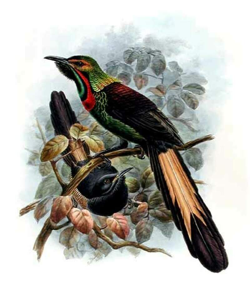 Splendid Astrapia - Astrapia splendidissima - dage13012