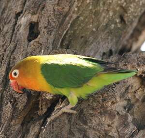 Inséparable de Fischer - Agapornis fischeri