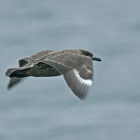 Labbe de McCormick - Stercorarius maccormicki