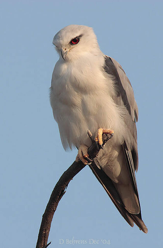 Black-winged Kite - Elanus caeruleus - dabe5539