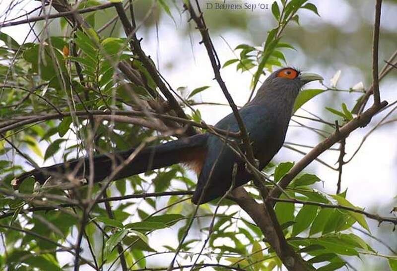 Chestnut-bellied Malkoha - Phaenicophaeus sumatranus - dabe5974