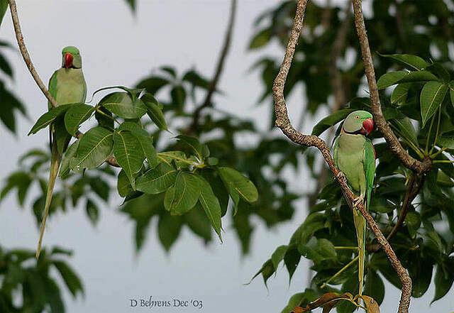 Alexandrine Parakeet - Psittacula eupatria - dabe6036