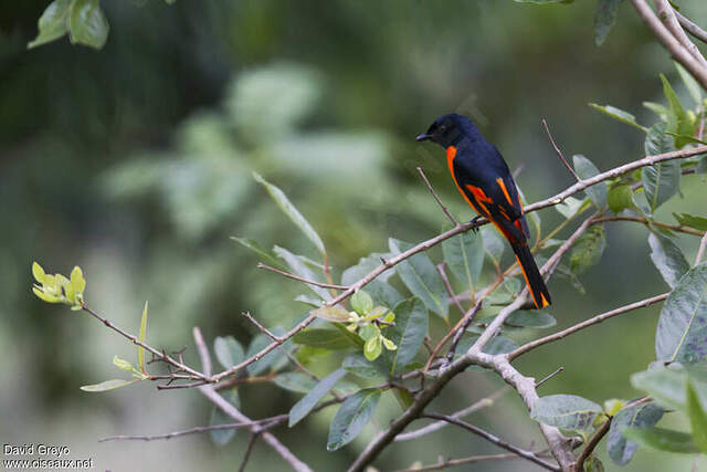 Orange Minivet - Pericrocotus flammeus male - dagr166201