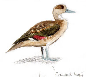 Canard huppé - Lophonetta specularioides