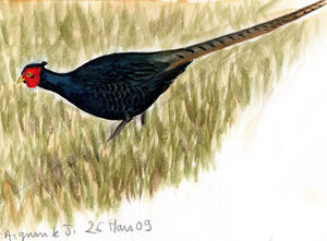 Faisan de Colchide - Phasianus colchicus