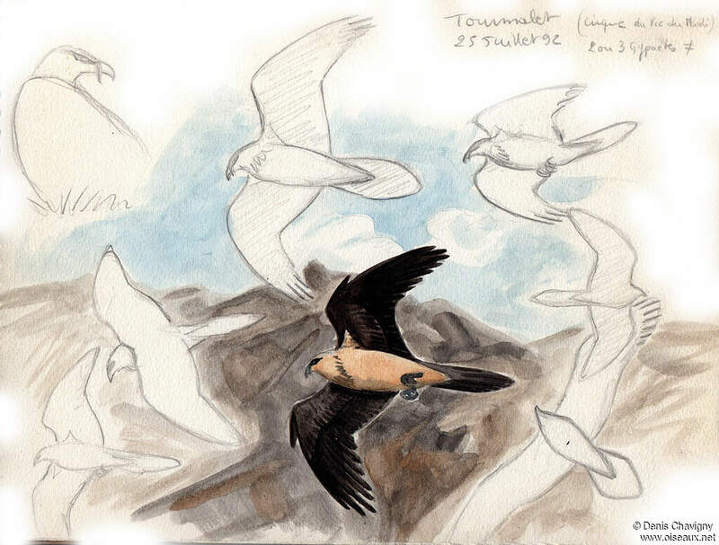 Gypaète barbu adulte - dcha286786