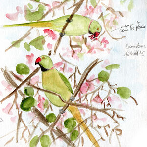 Perruche à collier - Psittacula krameri