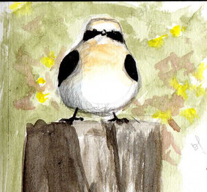 Traquet oreillard - Oenanthe hispanica