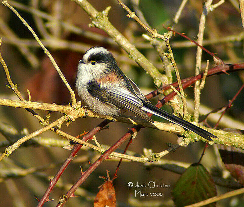 Orite à longue queue - dech5818