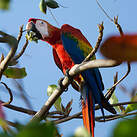 Ara rouge - Ara macao