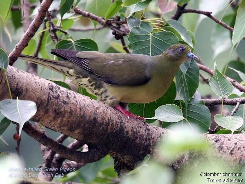 Wedge-tailed Green Pigeon - Treron sphenurus female adult - dede20971